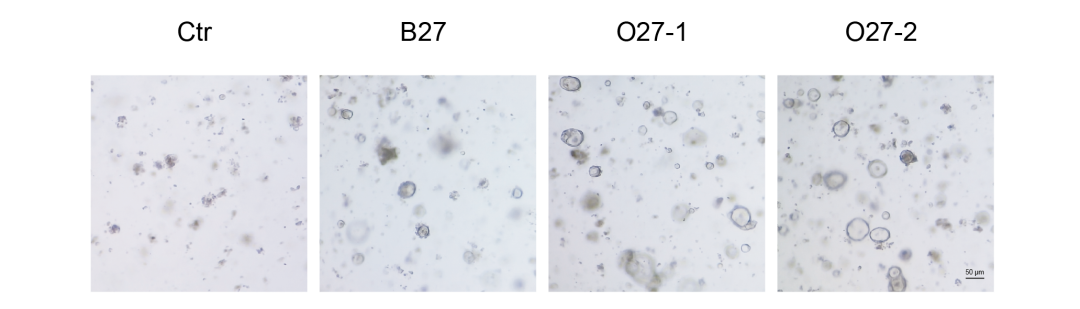 O27 Supplement_厦门模基生物科技有限公司&上海诺娃医药科技有限公司